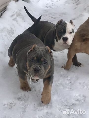 Щенки Американского булли
