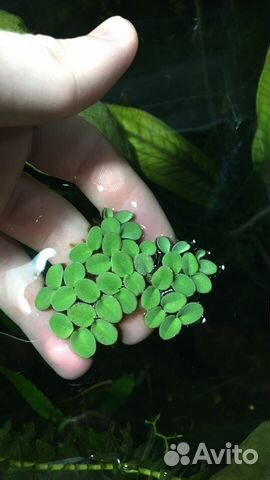 Аквариумные растения/живородка