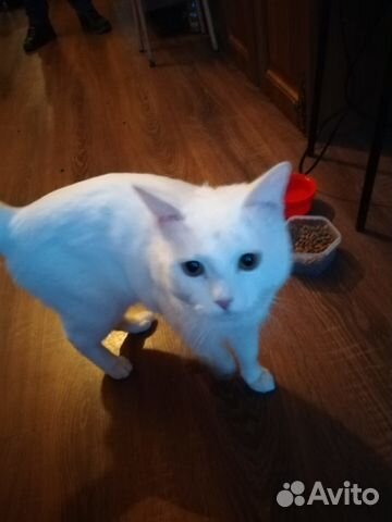 Отдам Кота