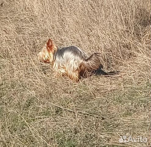 Продаётся йоркширский терьер
