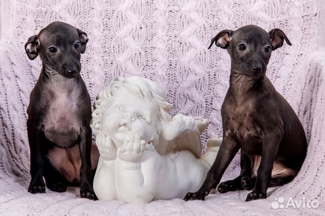 Черные великолепные левреточки миник, стандартная