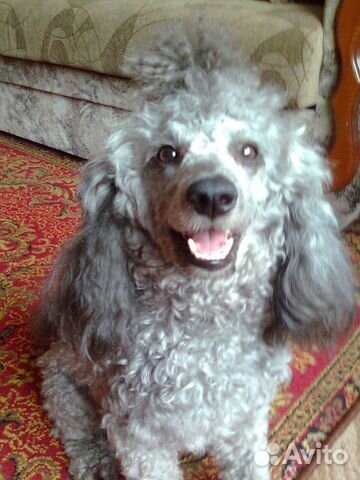 Потерялся карликовый пудель