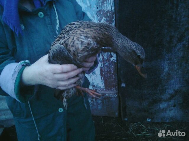 Подсадные утки