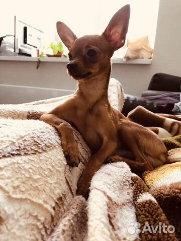 Той-терьер вязка