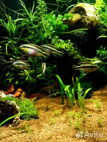 Самочки пельвикахромис пульхер