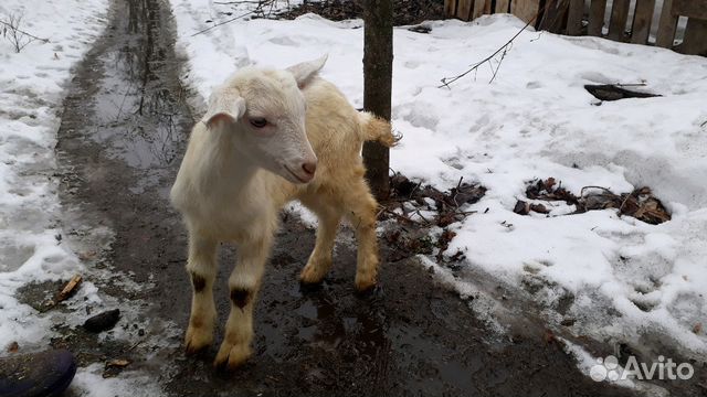 Козлики на племя комолые