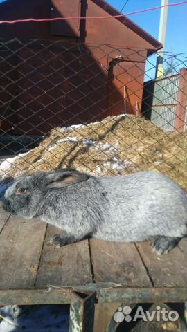 Кролики ризен, рекс, нзб, полтавское серебро