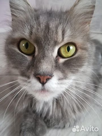 Кошечка Сима в дар в добрые руки