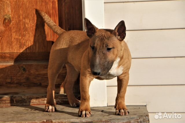 Щенок Миниатюрного бультерьера