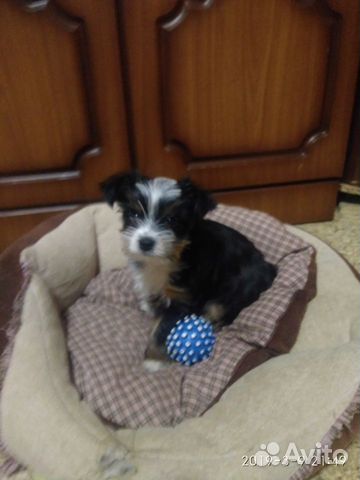 Девочка лизонька