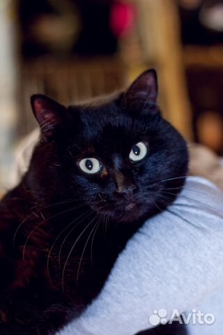 Кот Феллини ищет дом
