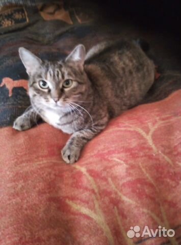 Кошечка Дуся ищет добрые руки