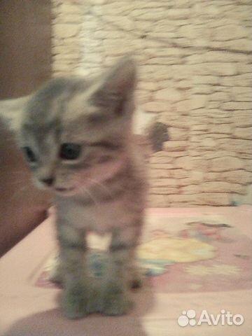 Котёнок зовут Бусинка(Буся)