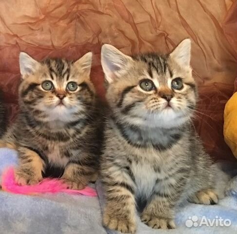 Британские котята