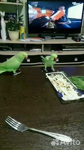 Ожереловые попугаи 4 месяца