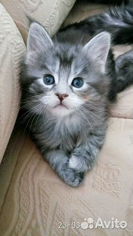 Котятки