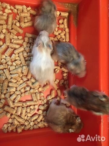 Сибирские хомяки