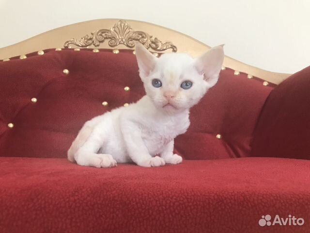 Девон-рекс Розовый носик