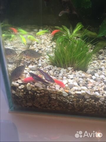 Отдам Данио вишневый