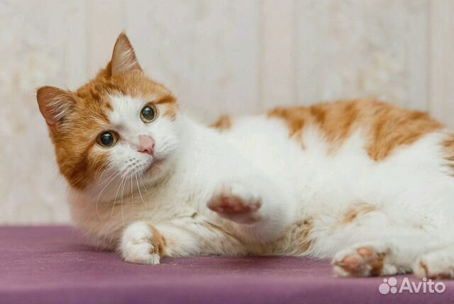 Изюм в добрые руки)