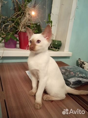 Ориентальные котята