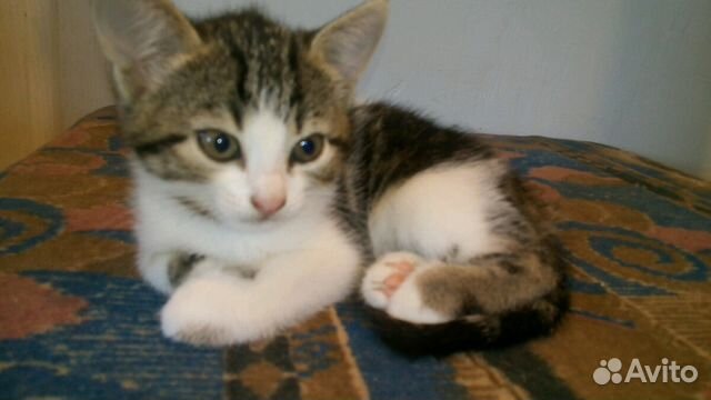 Отдам в добрые руки