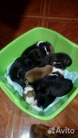 Стаффордшиский терьер