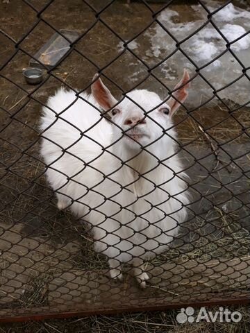 Продам козочку