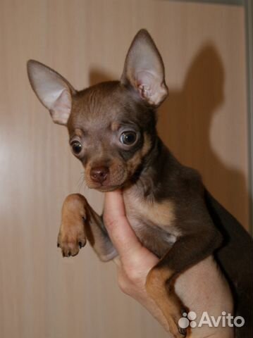 Той-терьер гладкошерстный мальчик