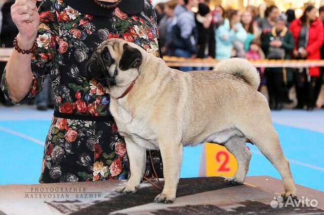 Мопс. Вязка