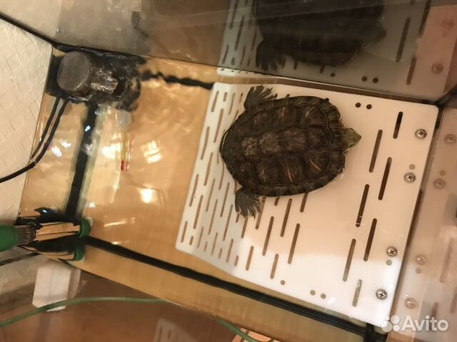 Черепаха красноухая