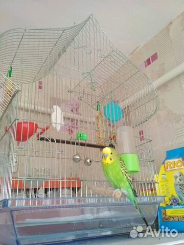 Попугай с клеткой