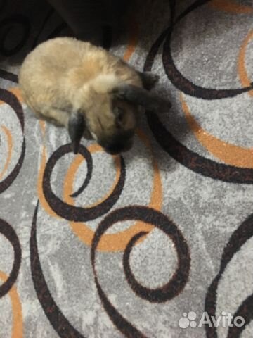 Кролик вислоухий дикоротивный