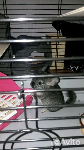 Продам шиншиллу