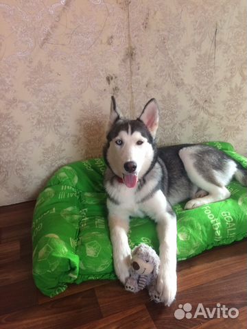 Сибирский хаски
