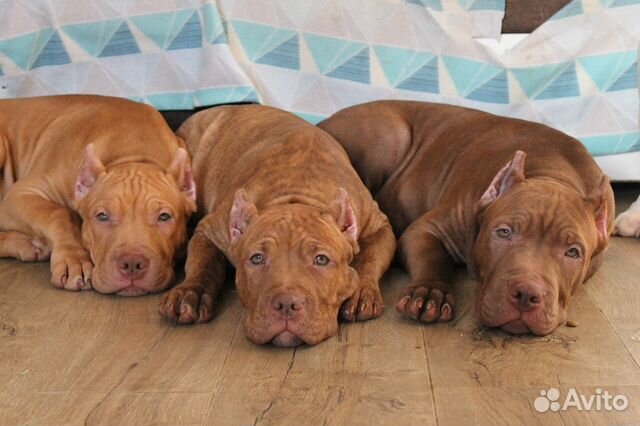 Щенки Питбуля дубль помёт