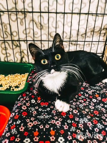 Общительная кошечка Сима очень ищет Дом