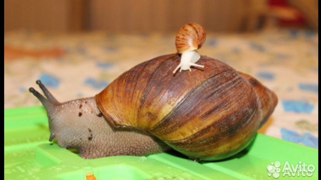 Улитята Ахатина