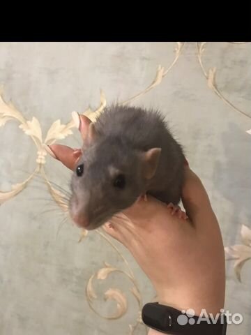 Крыса дамбо