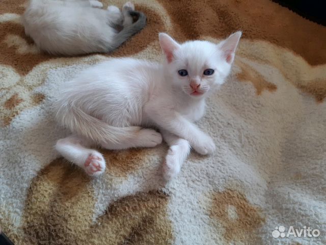 Белый котёнок