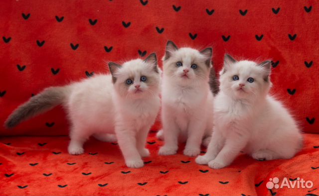 Котенок рэгдолл