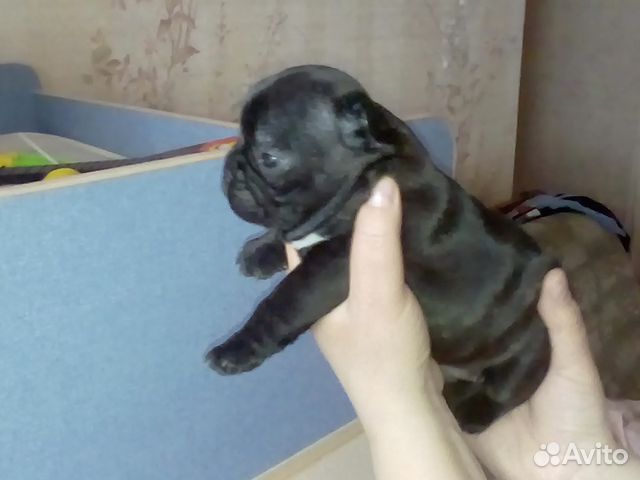 Французские малыши