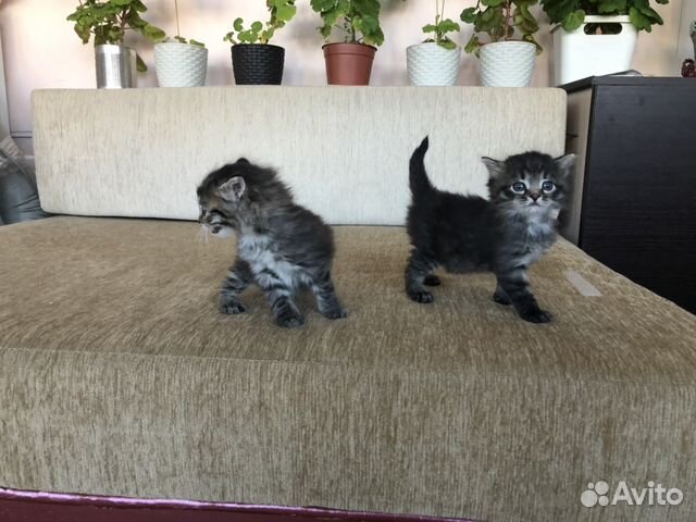 Уральский рекс