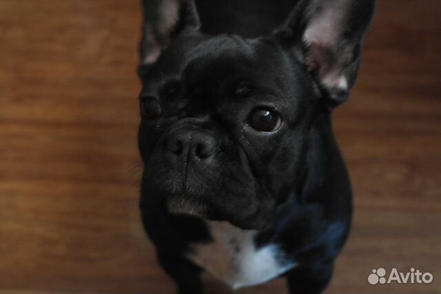 Щенки французского бульдога