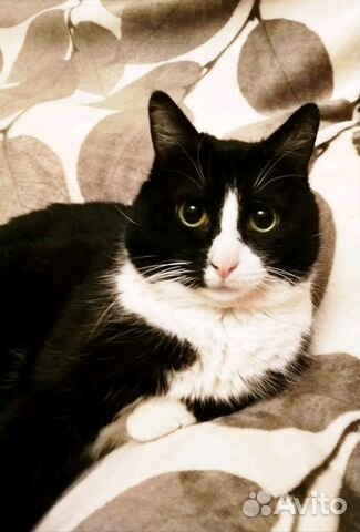 Кот Мурчелло в дар