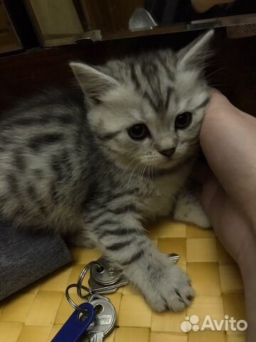 Британцы (вискас)