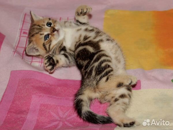 Маратик - мраморный озорник