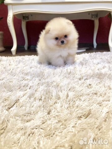 Мини мальчик- крем померанчик