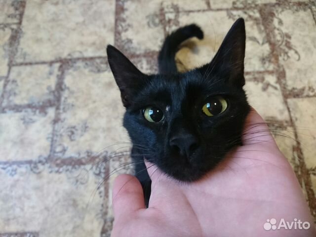 Кошка-дракошка