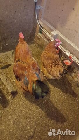 Семья породных кур